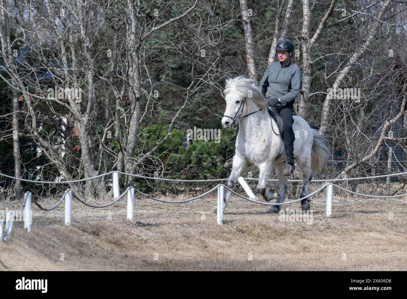 Iceland. Fridheimar Farm, Icelandic horses. One of the purest breeds of ...