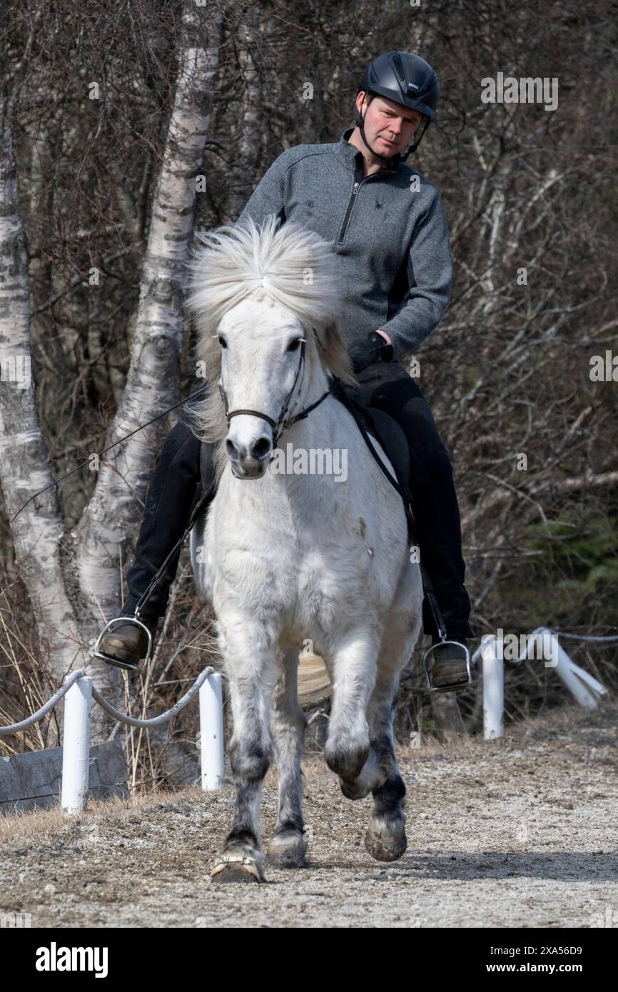 Iceland. Fridheimar Farm, Icelandic horses. One of the purest breeds of ...