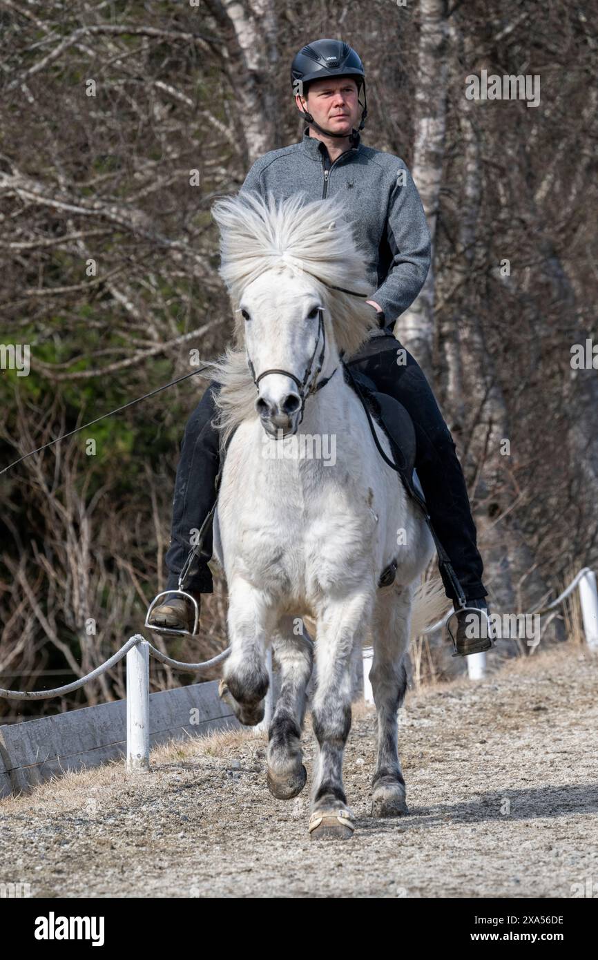 Iceland. Fridheimar Farm, Icelandic horses. One of the purest breeds of ...
