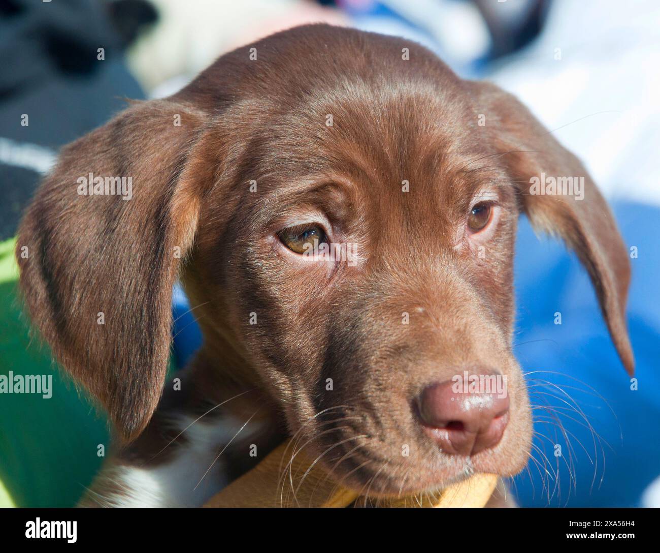 Landscapes and Seascape and animals adds variety to images Stock Photo ...