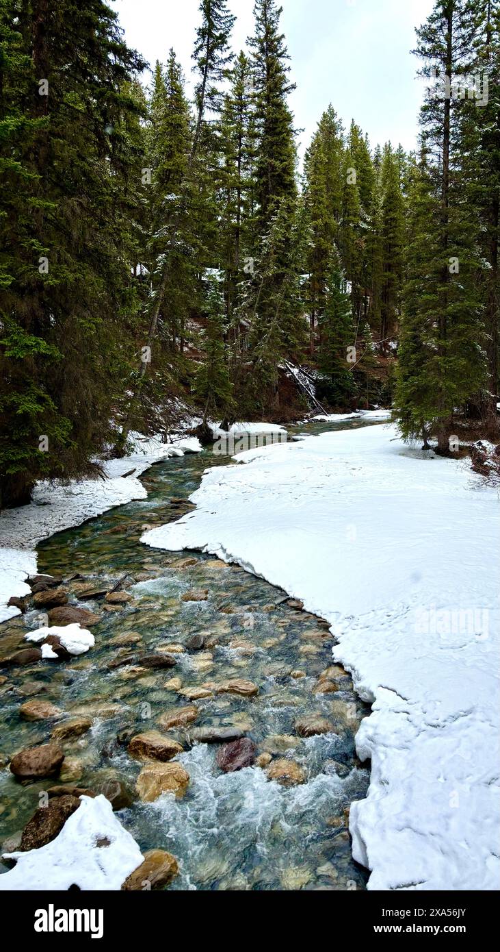A snow-covered forest with a stream flowing through it Stock Photo - Alamy