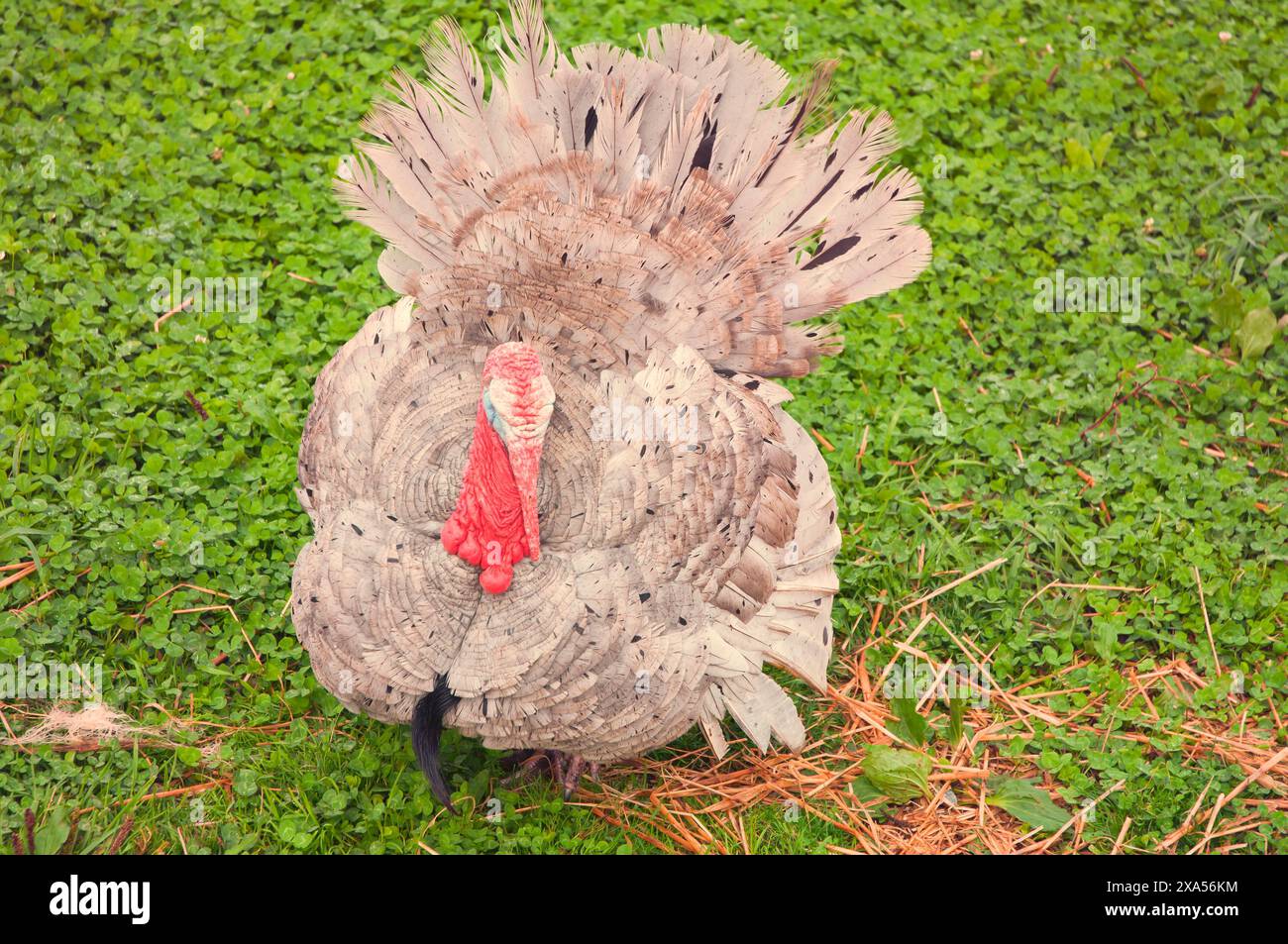 Landscapes and Seascape and animals adds variety to images Stock Photo ...