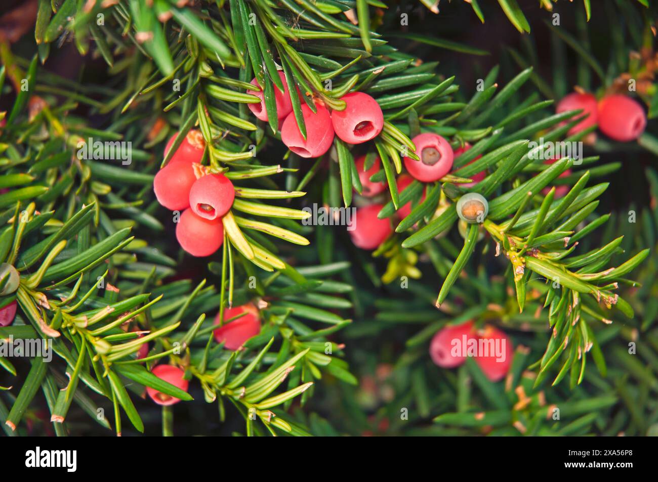 Landscapes and Seascape and animals adds variety to images Stock Photo ...