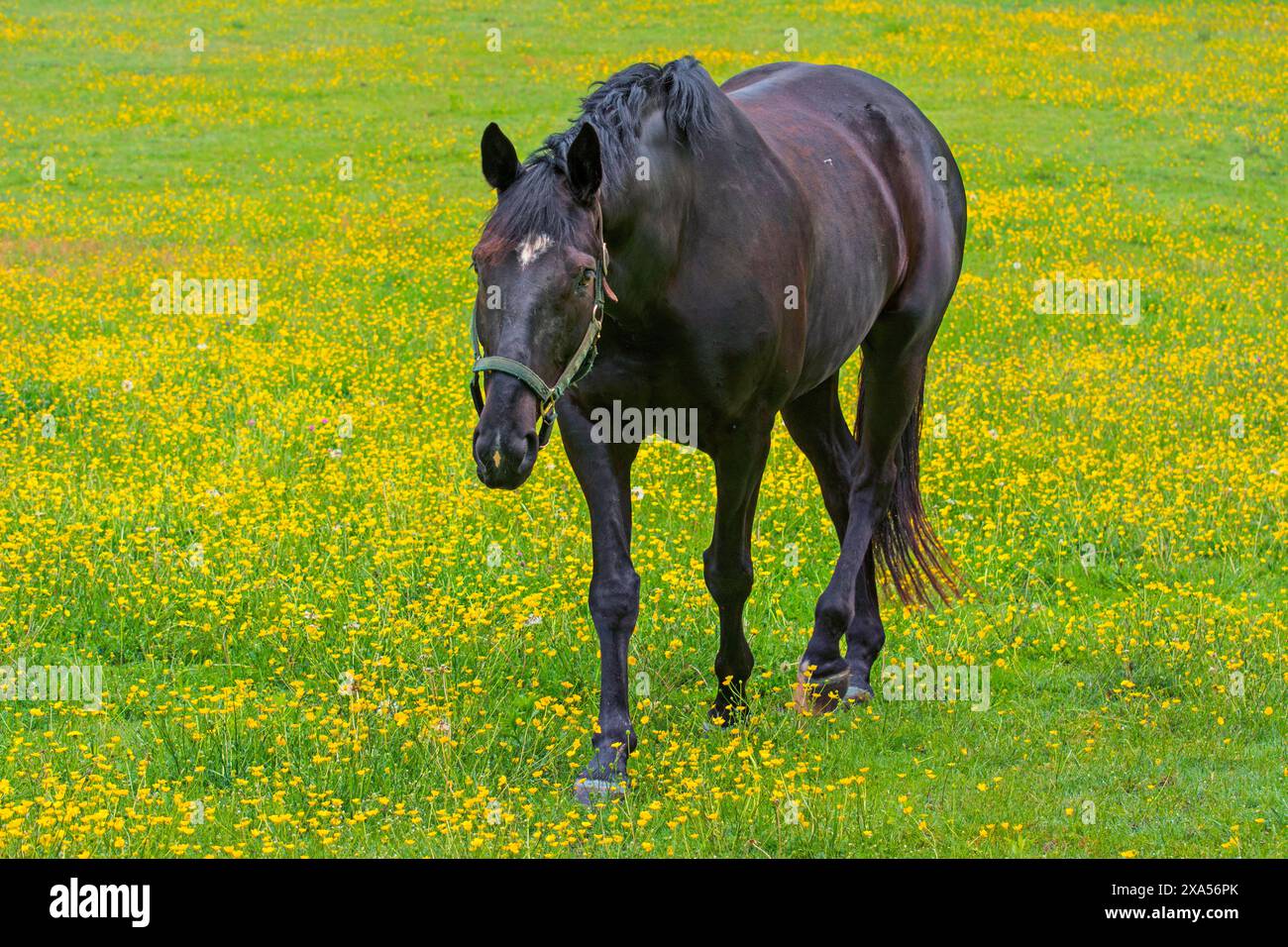 Landscapes and Seascape and animals adds variety to images Stock Photo ...