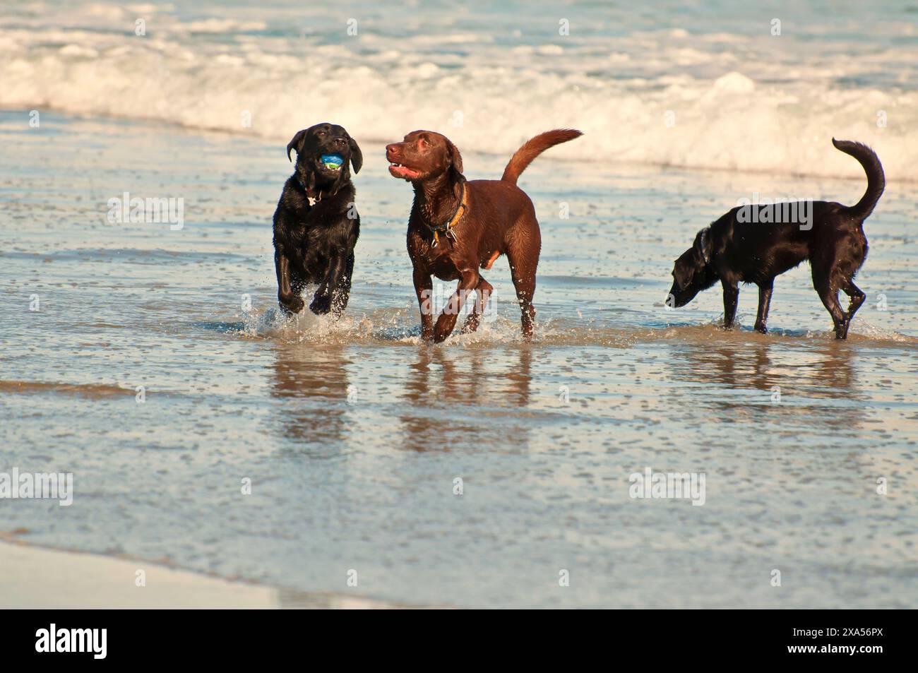 Landscapes and Seascape and animals adds variety to images Stock Photo ...