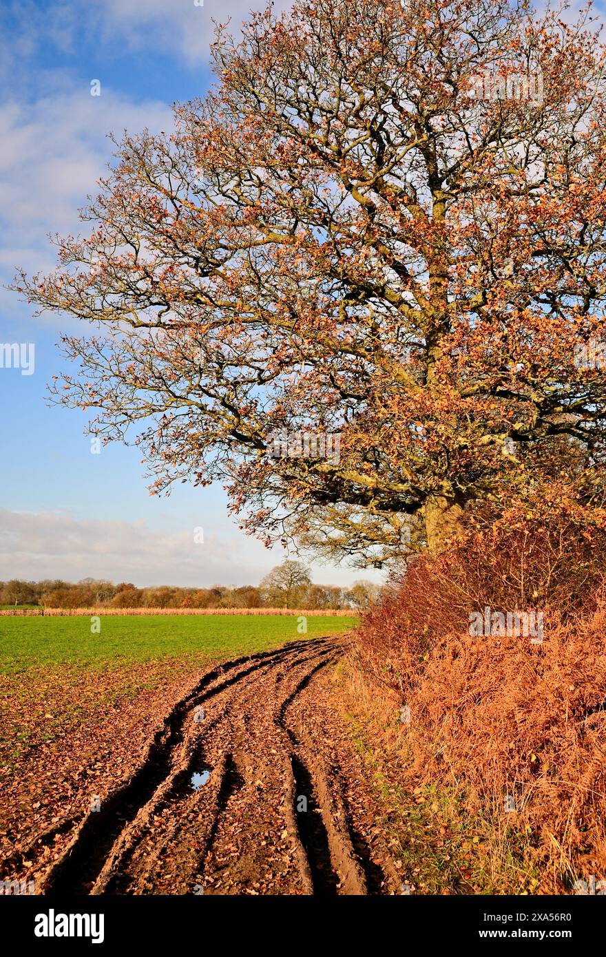 Autumn colours along a field edge path Stock Photo - Alamy