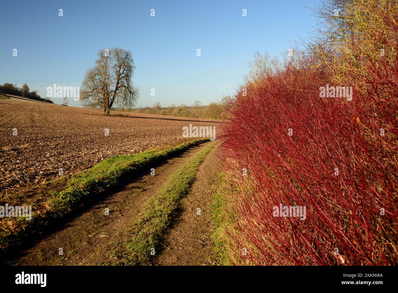 Autumn colours along a field edge path Stock Photo - Alamy