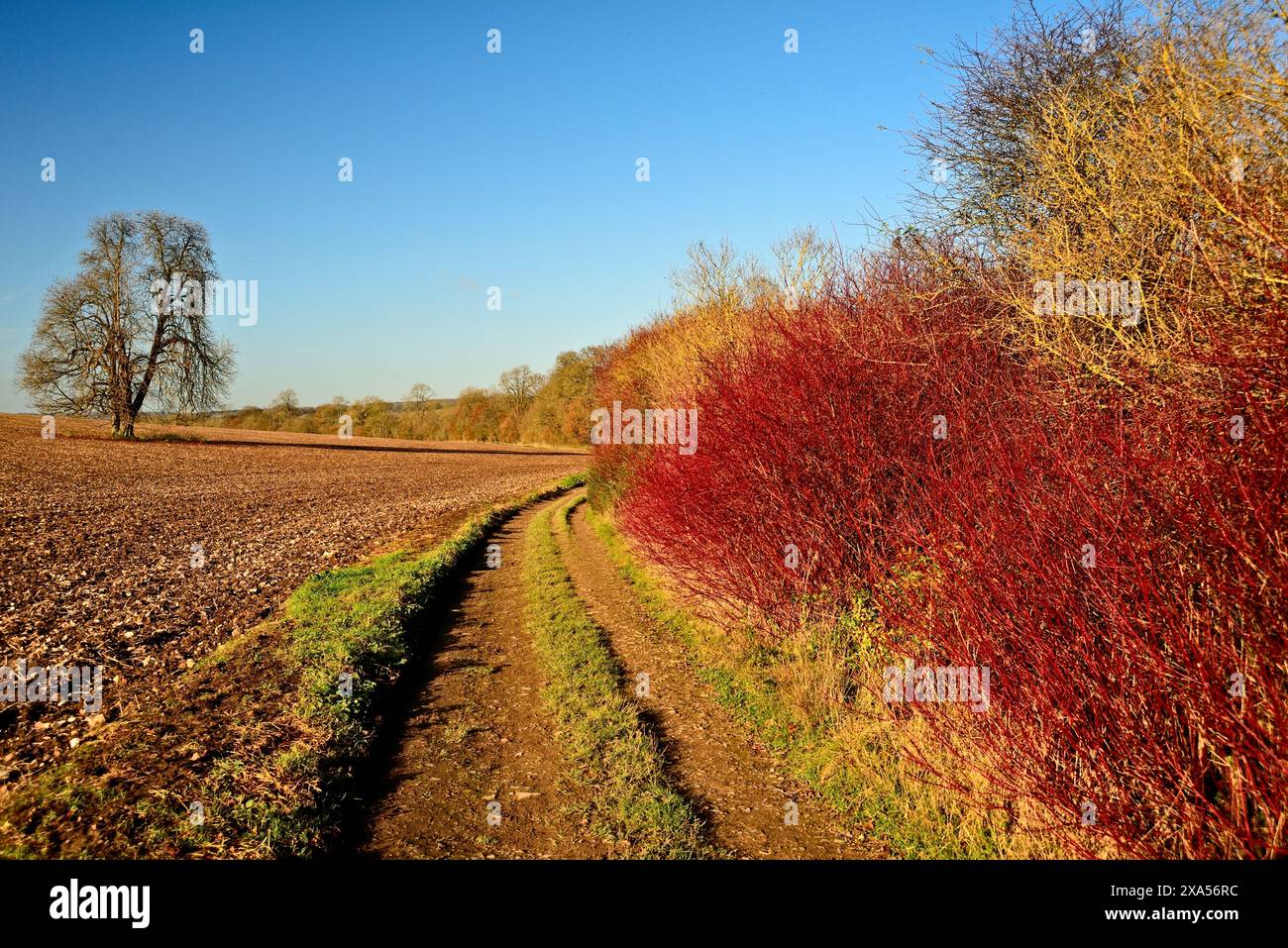 Autumn colours along a field edge path Stock Photo - Alamy