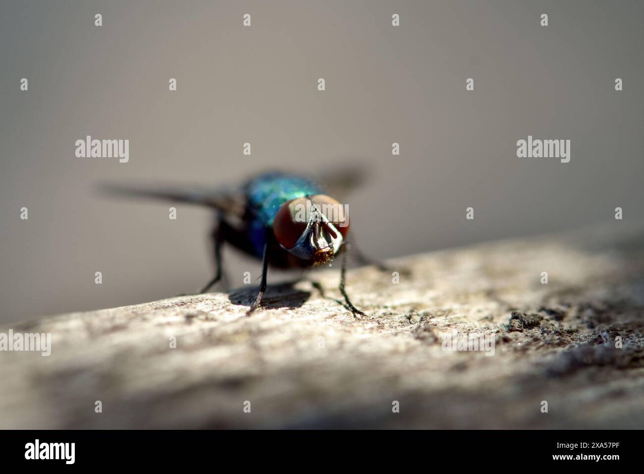 Hairy body surface hi-res stock photography and images - Alamy