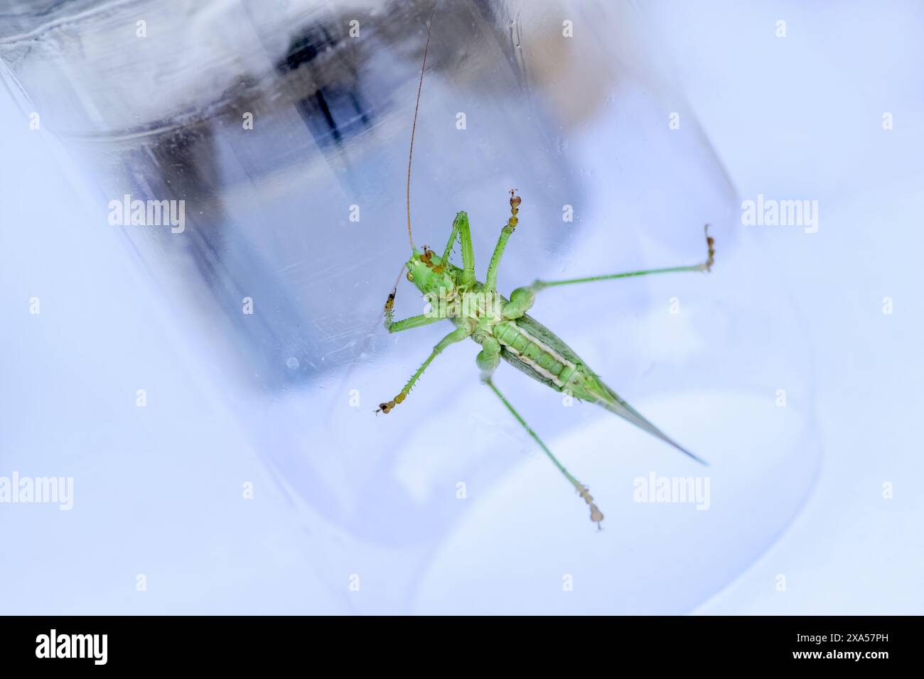 Locust face hi-res stock photography and images - Alamy