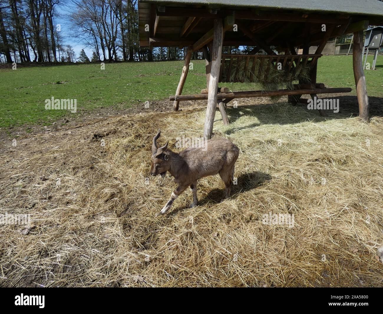 Goat shelter hi-res stock photography and images - Alamy