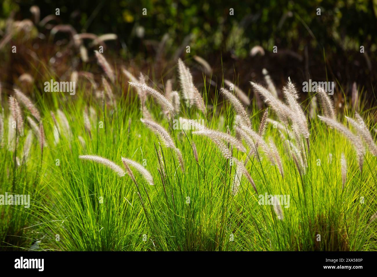 A scenic view of tall grass swaying among bushes in a field Stock Photo ...
