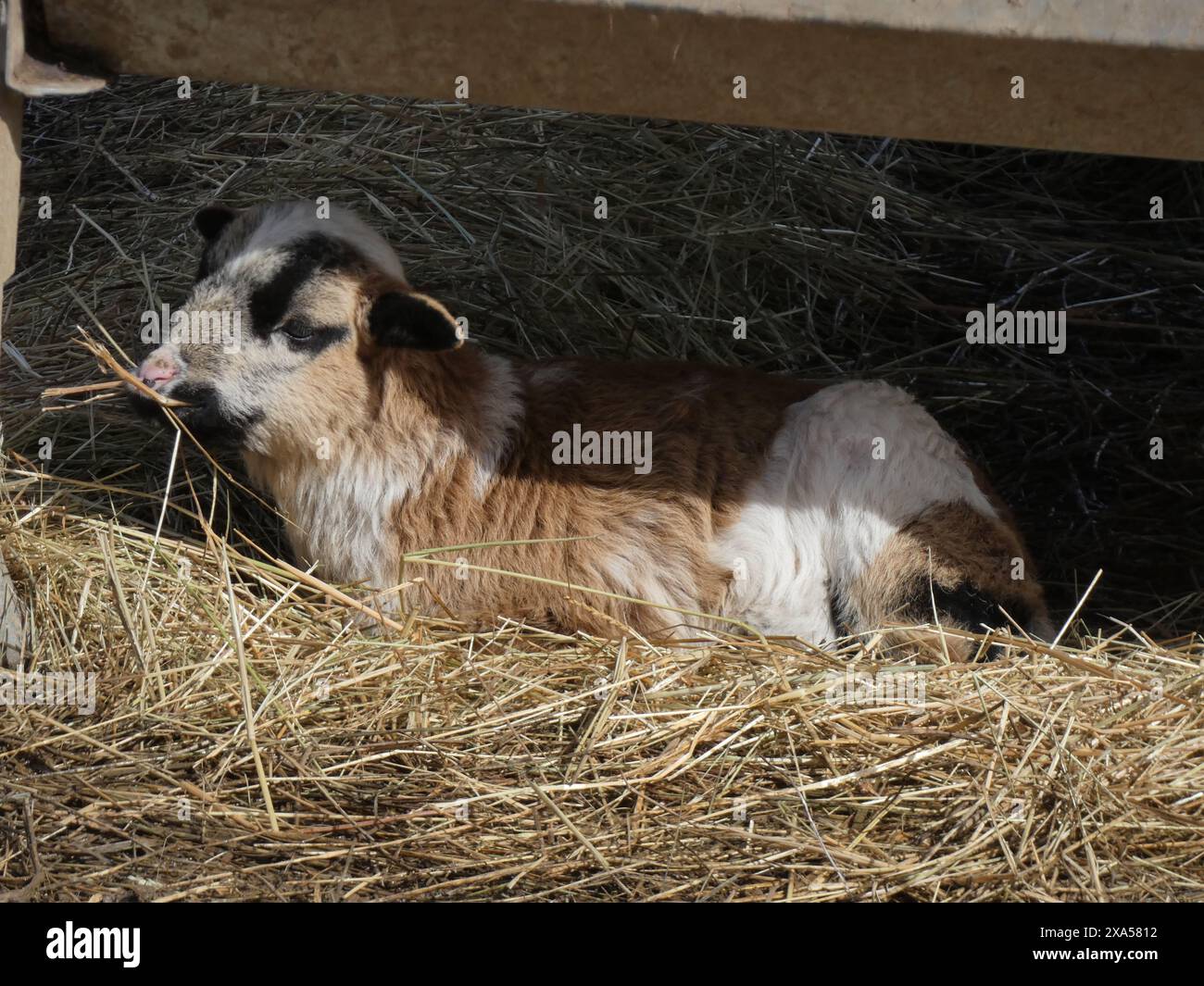 A brown goat resting on straw in a shaded enclosure Stock Photo - Alamy