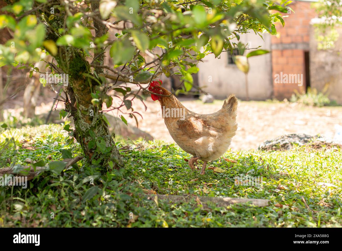 free-grazing hen walks under a tree Stock Photo - Alamy