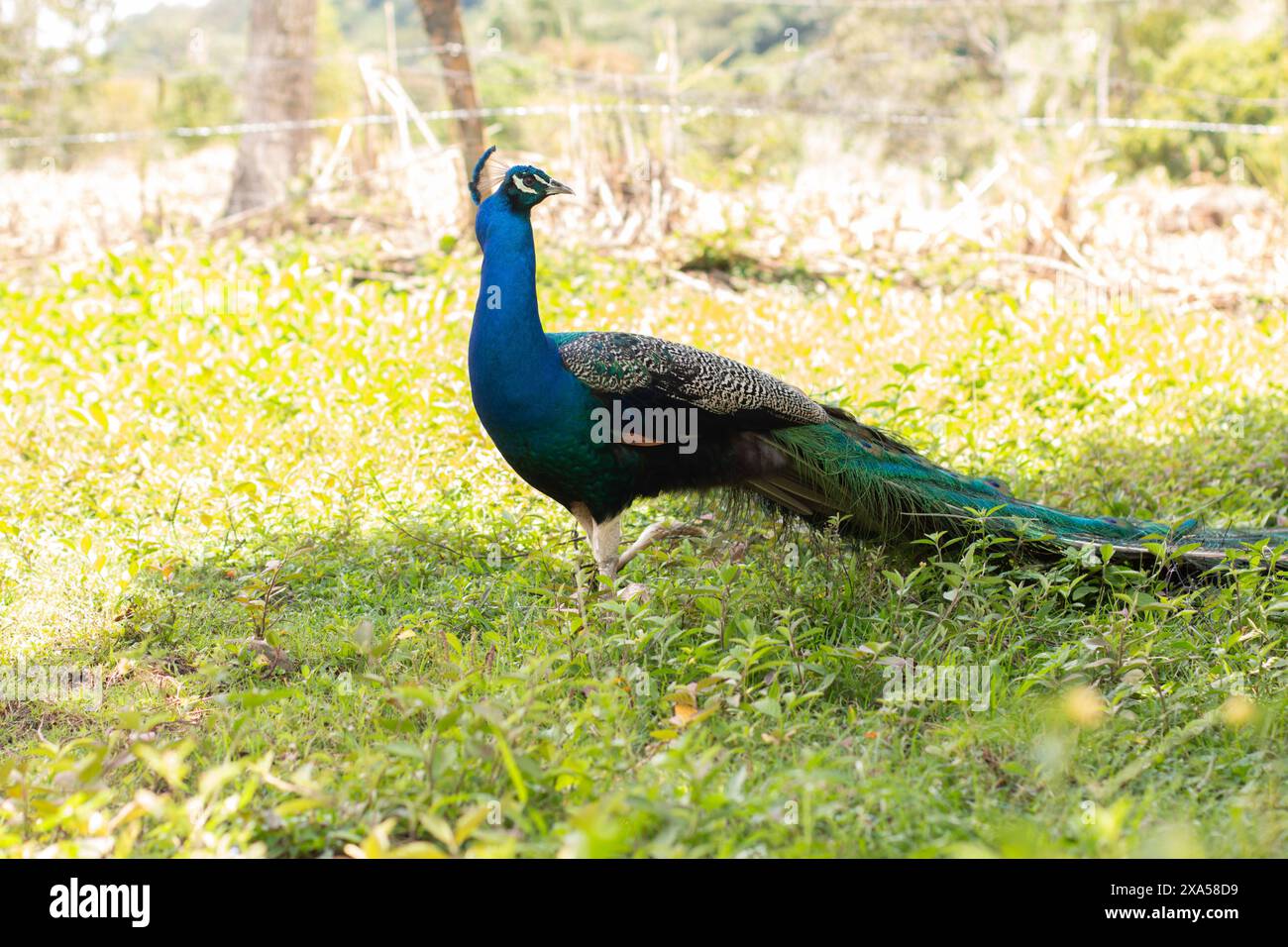 male blue peacock Stock Photo - Alamy