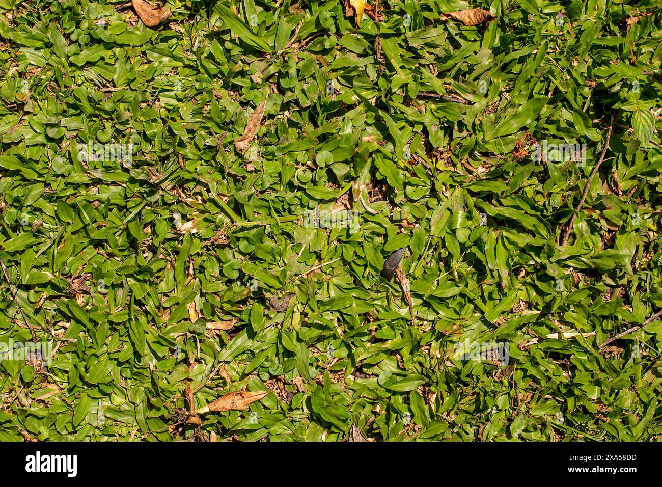 texture of soil with green wild grasses Stock Photo - Alamy