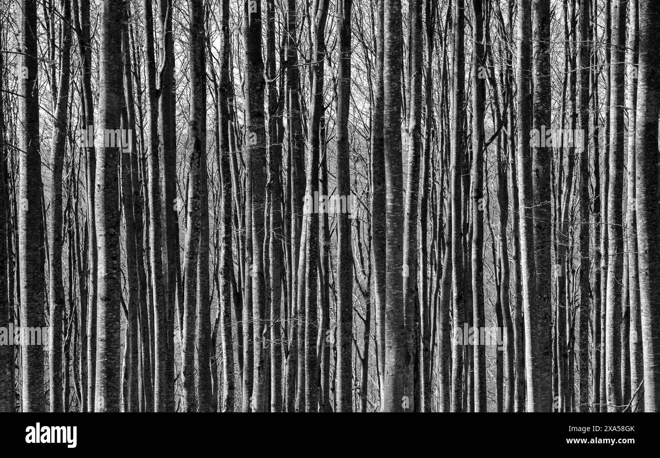 Multiple trunks tree Black and White Stock Photos & Images - Alamy