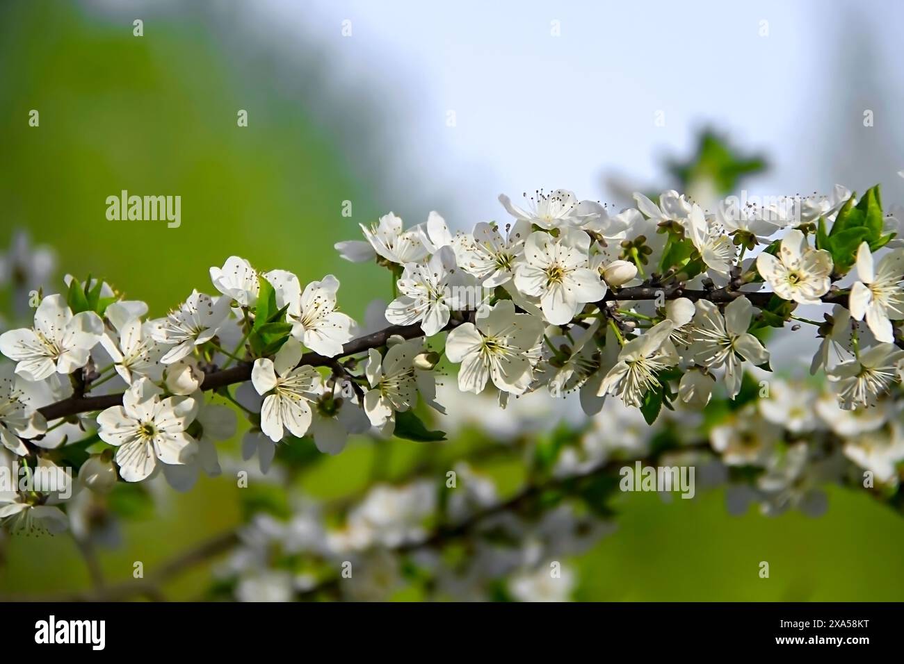 Blooming branch of fruit tree with open flowers Stock Photo - Alamy