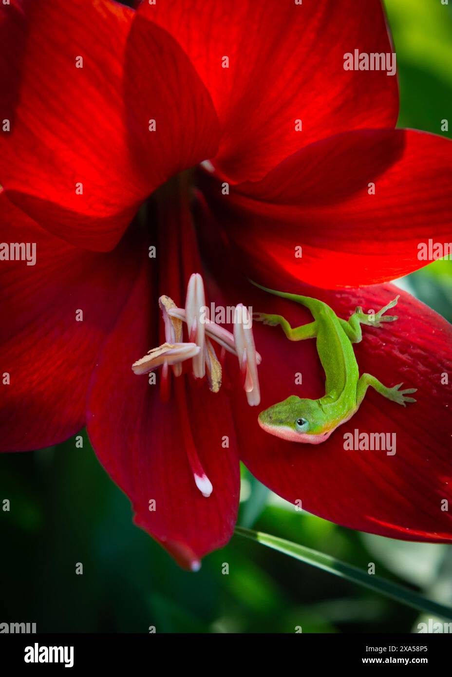 A green Anole sits on a red Amarillas flower eyeing a drop of water ...