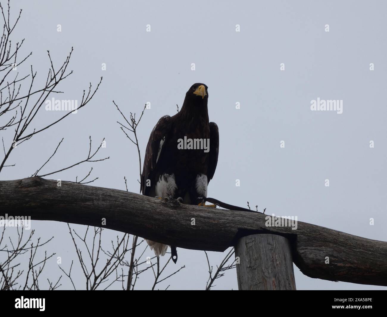Big black bird hi-res stock photography and images - Alamy