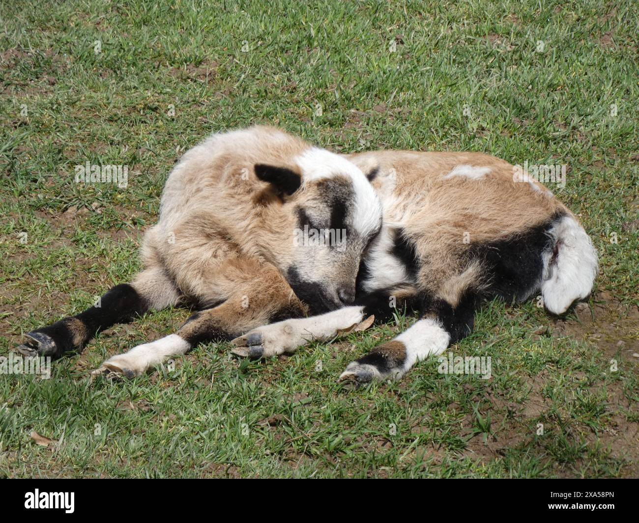 Small lamb resting on grass beside its mother Stock Photo - Alamy