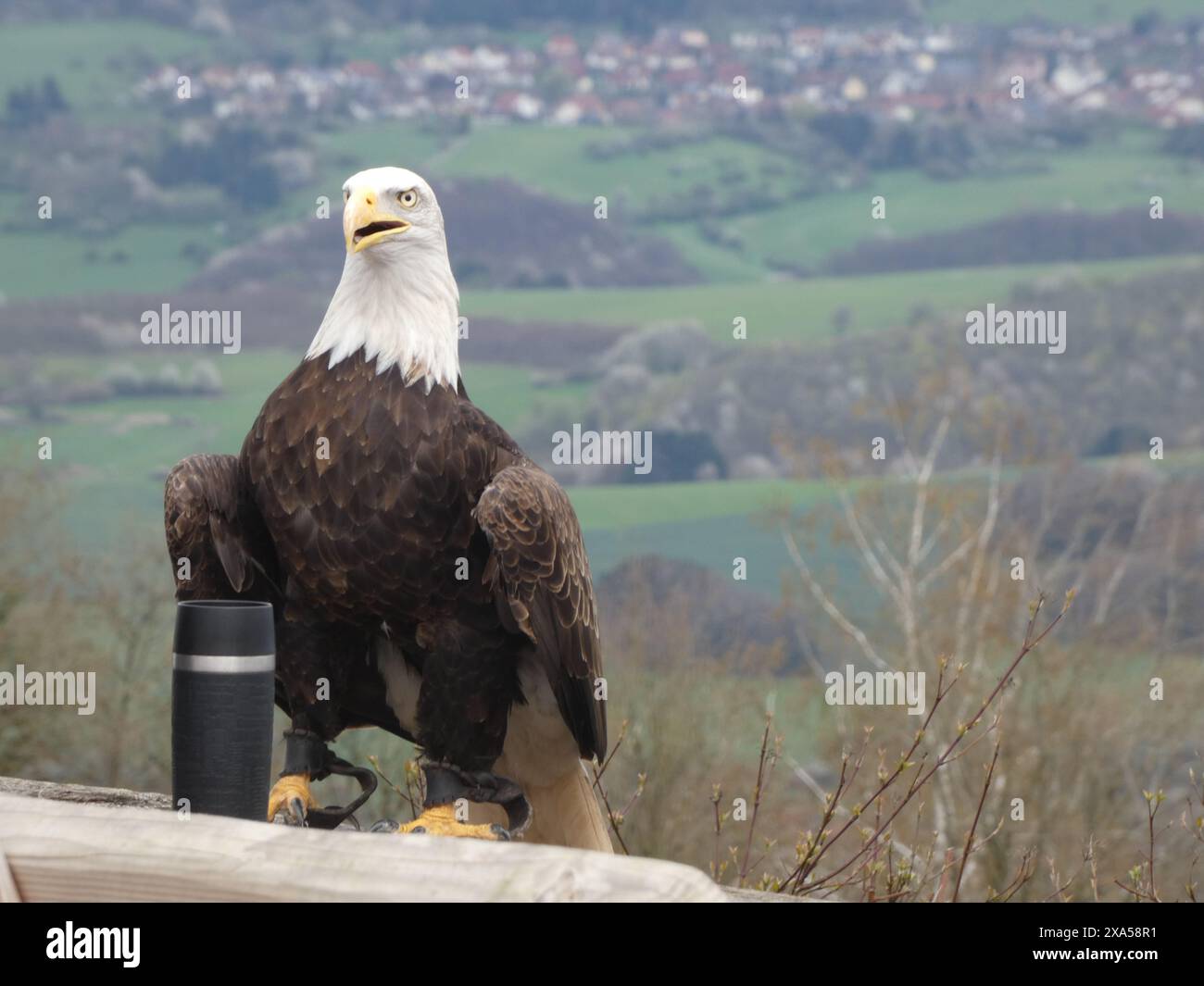Eagle surveying hi-res stock photography and images - Alamy