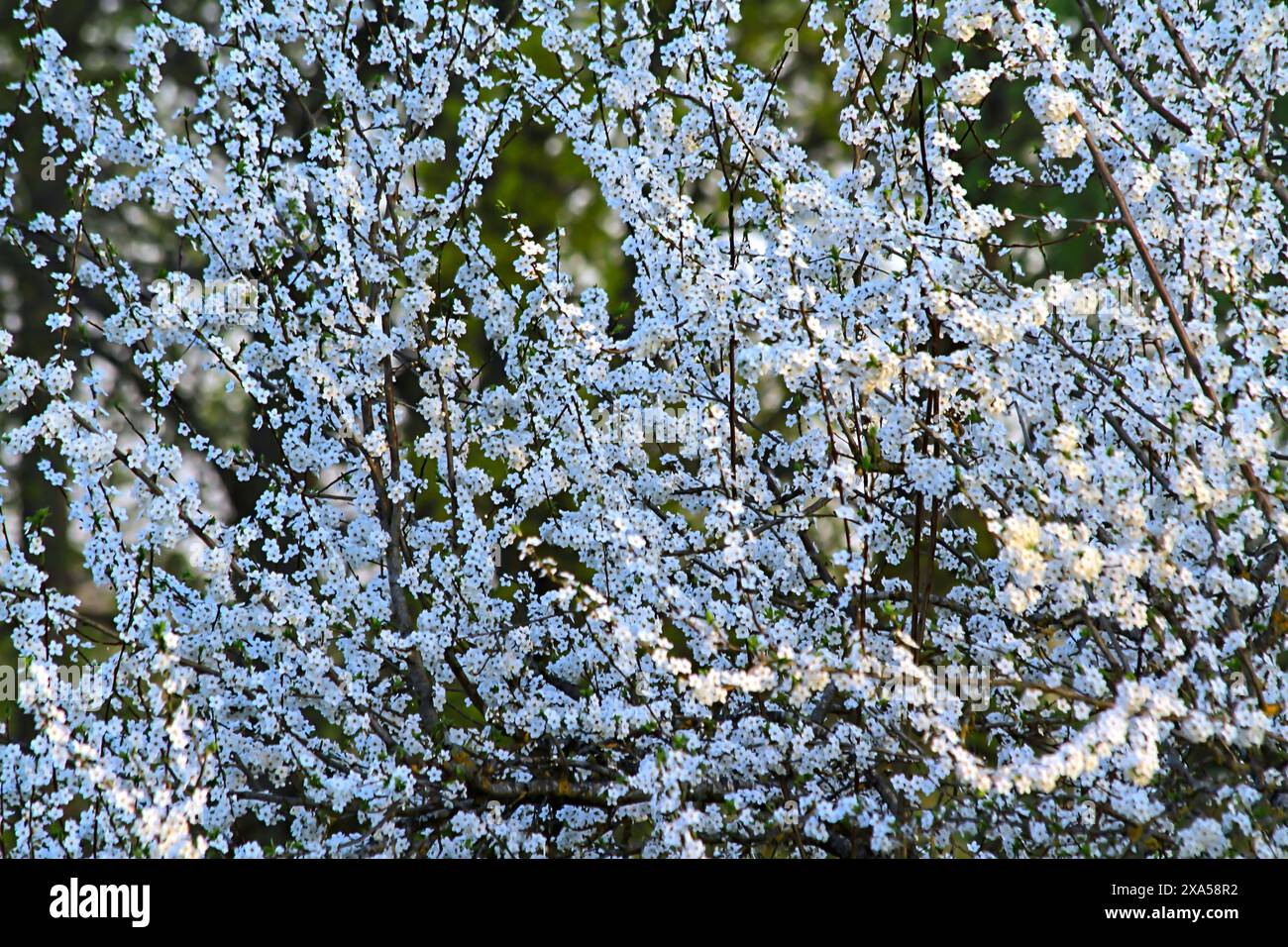 Flowers blooming on a sunlit tree branch on a clear day Stock Photo - Alamy