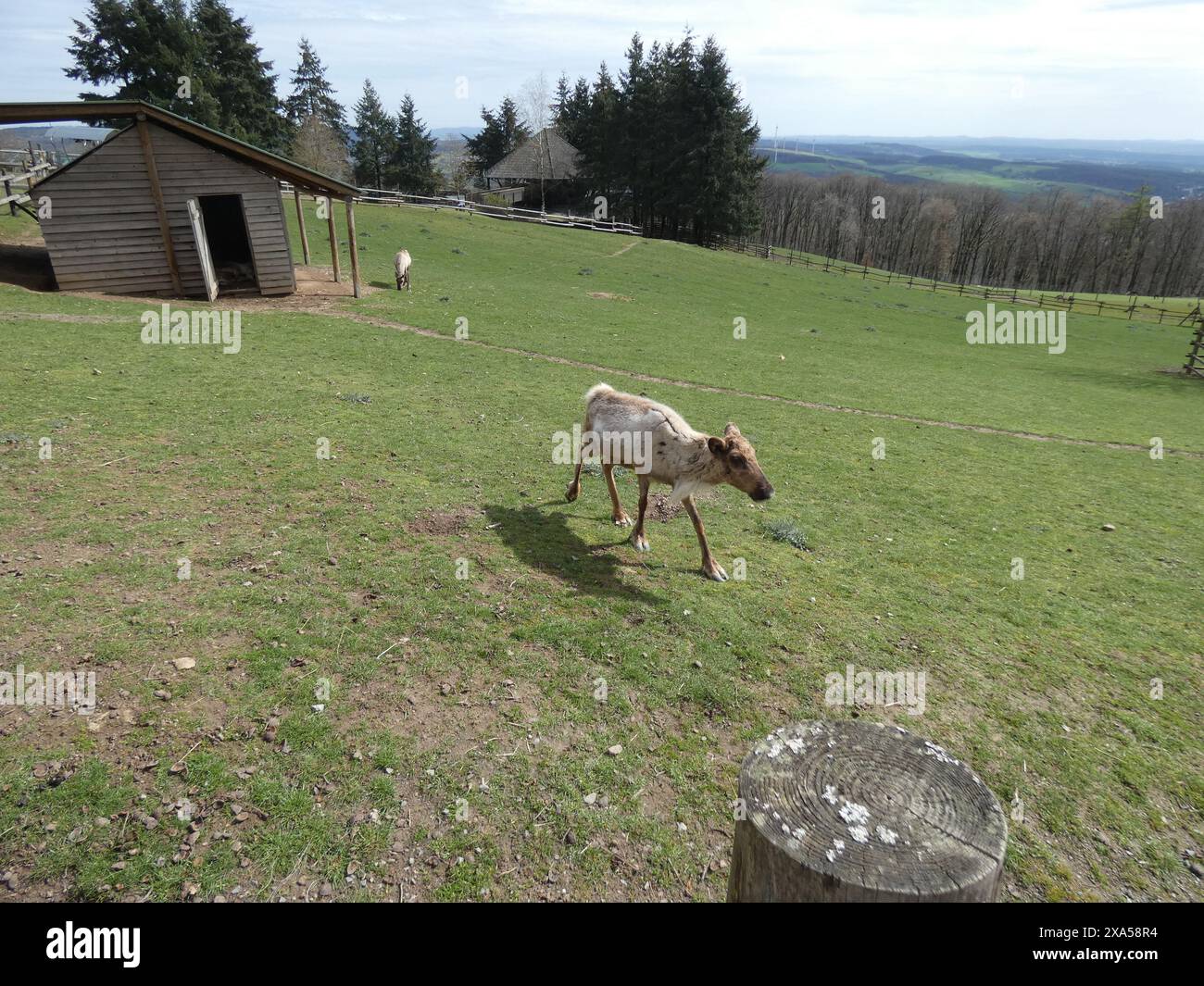 Cow in grassy field near small wooden building Stock Photo - Alamy