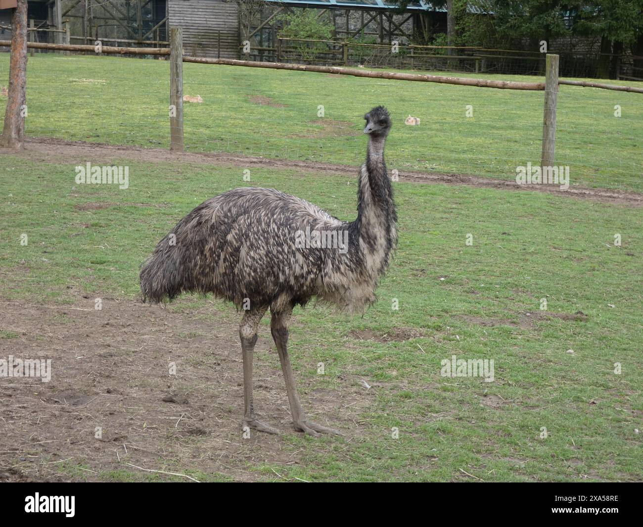 An ostrich in its natural habitat during daytime Stock Photo - Alamy