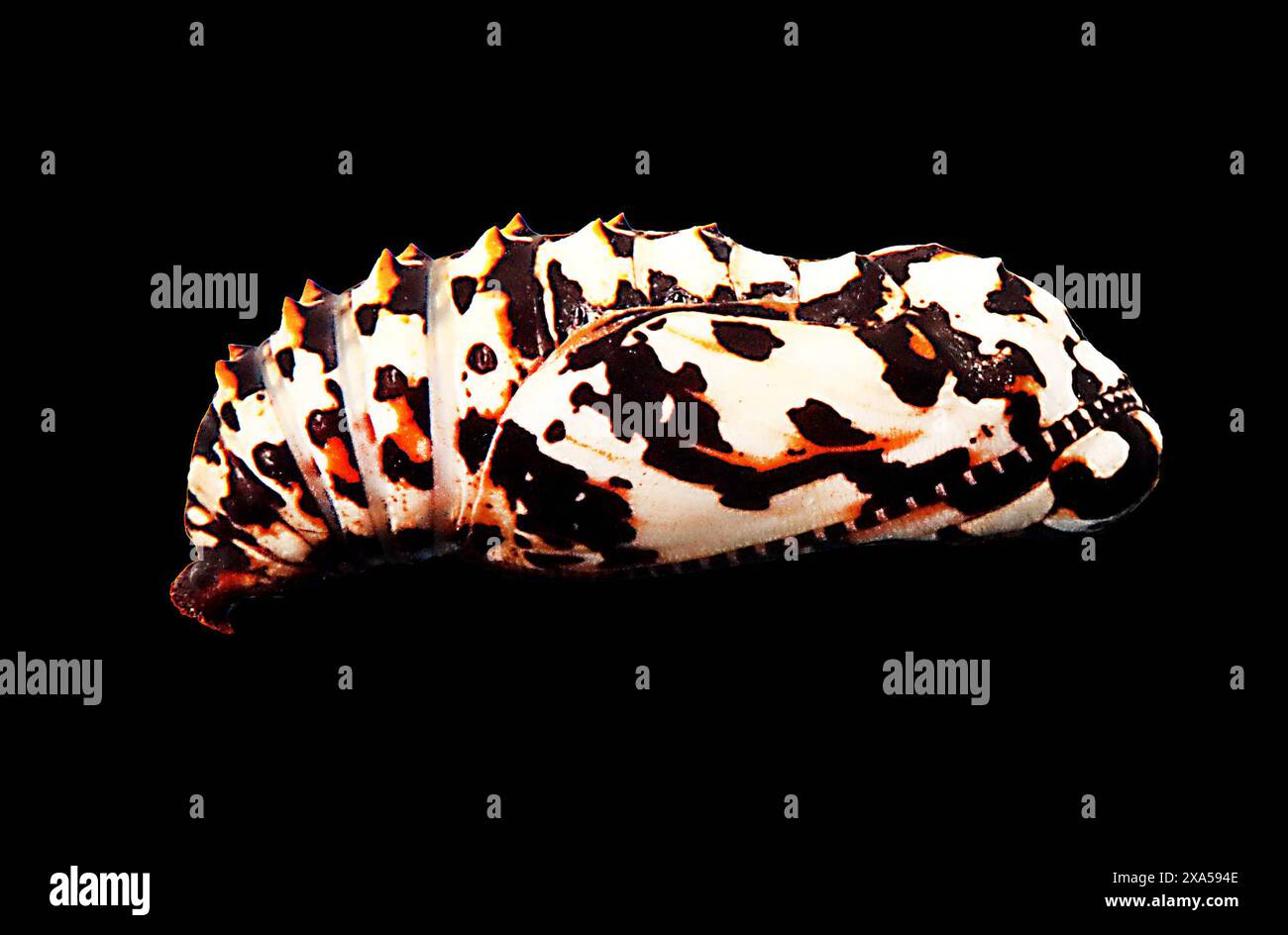 02.06.2024 / Sachsen Anhalt Sachsen-Anhalt Schmetterling Schmetterlinge ...