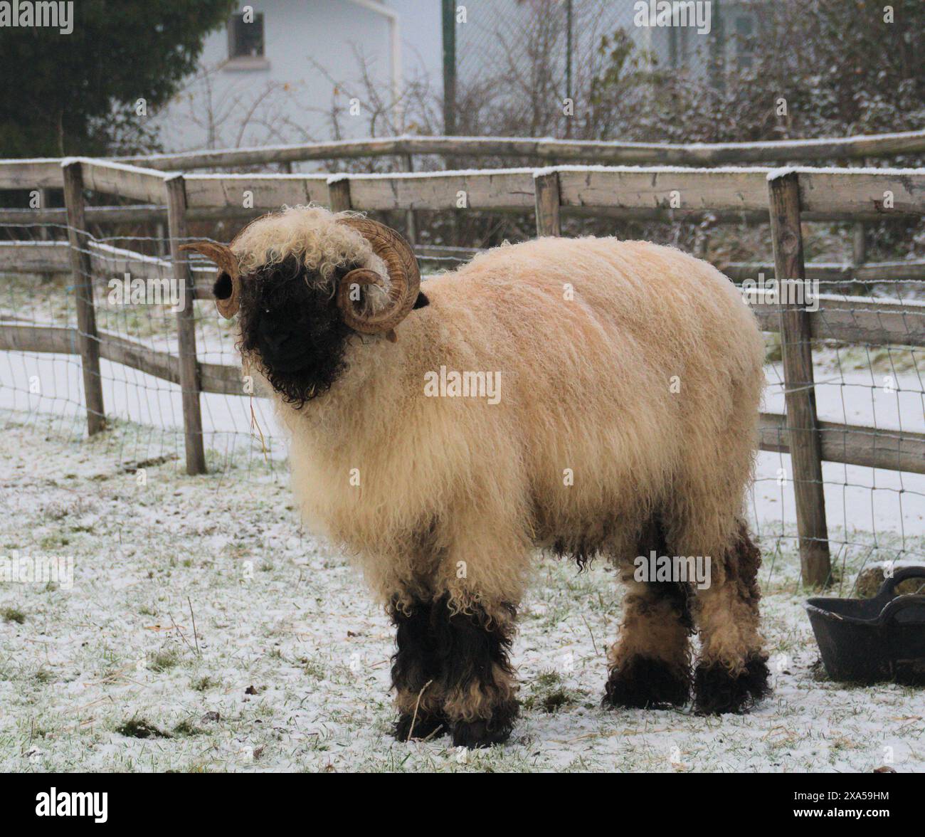 Valais blacknose sheep hi-res stock photography and images - Alamy