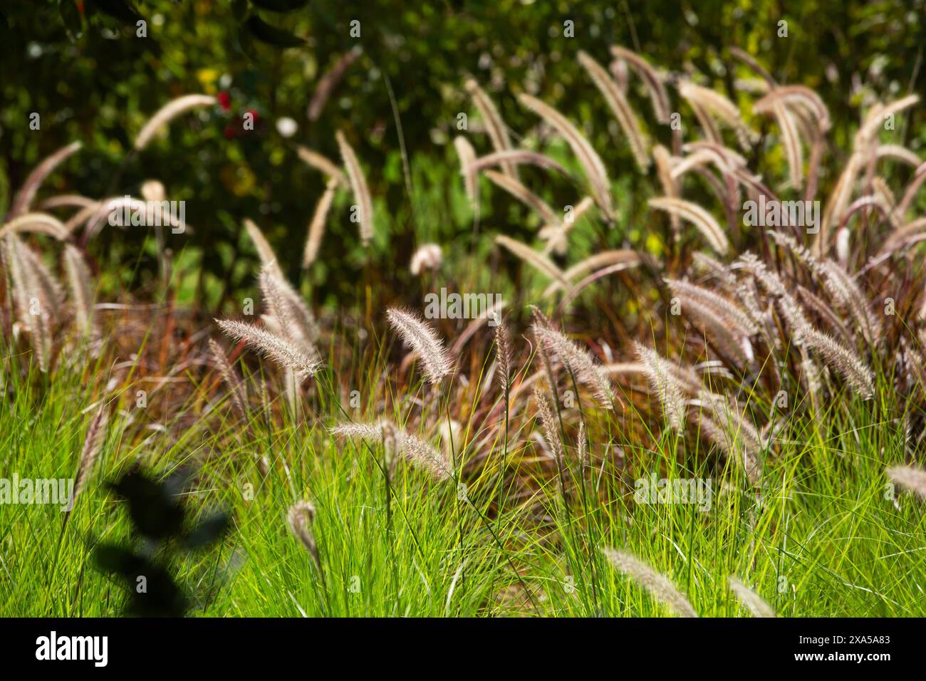 A lush field filled with thriving plants, on a sunny day Stock Photo ...