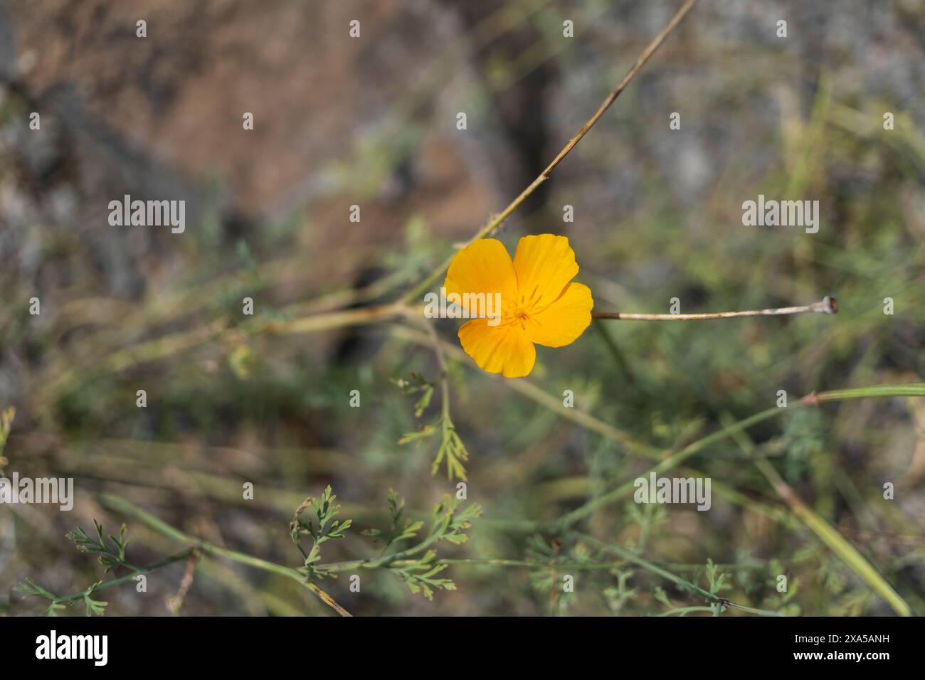 California poppy flower closeup hi-res stock photography and images - Alamy