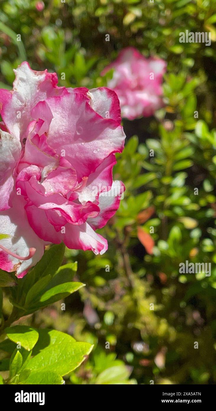 A close-up of pink flowers with white center and green leaves on ...
