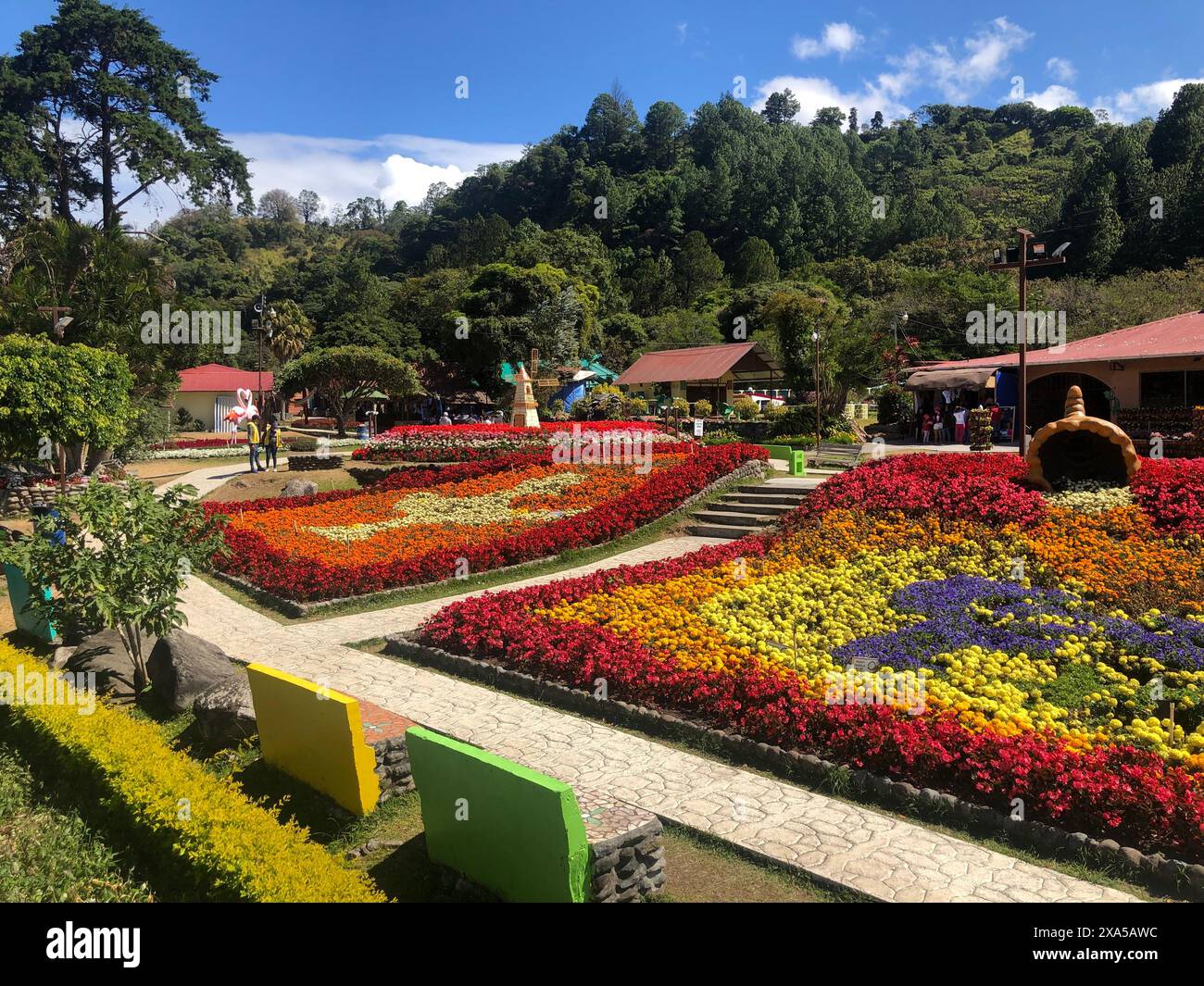 Beautiful colorful flowers in Panama Stock Photo - Alamy