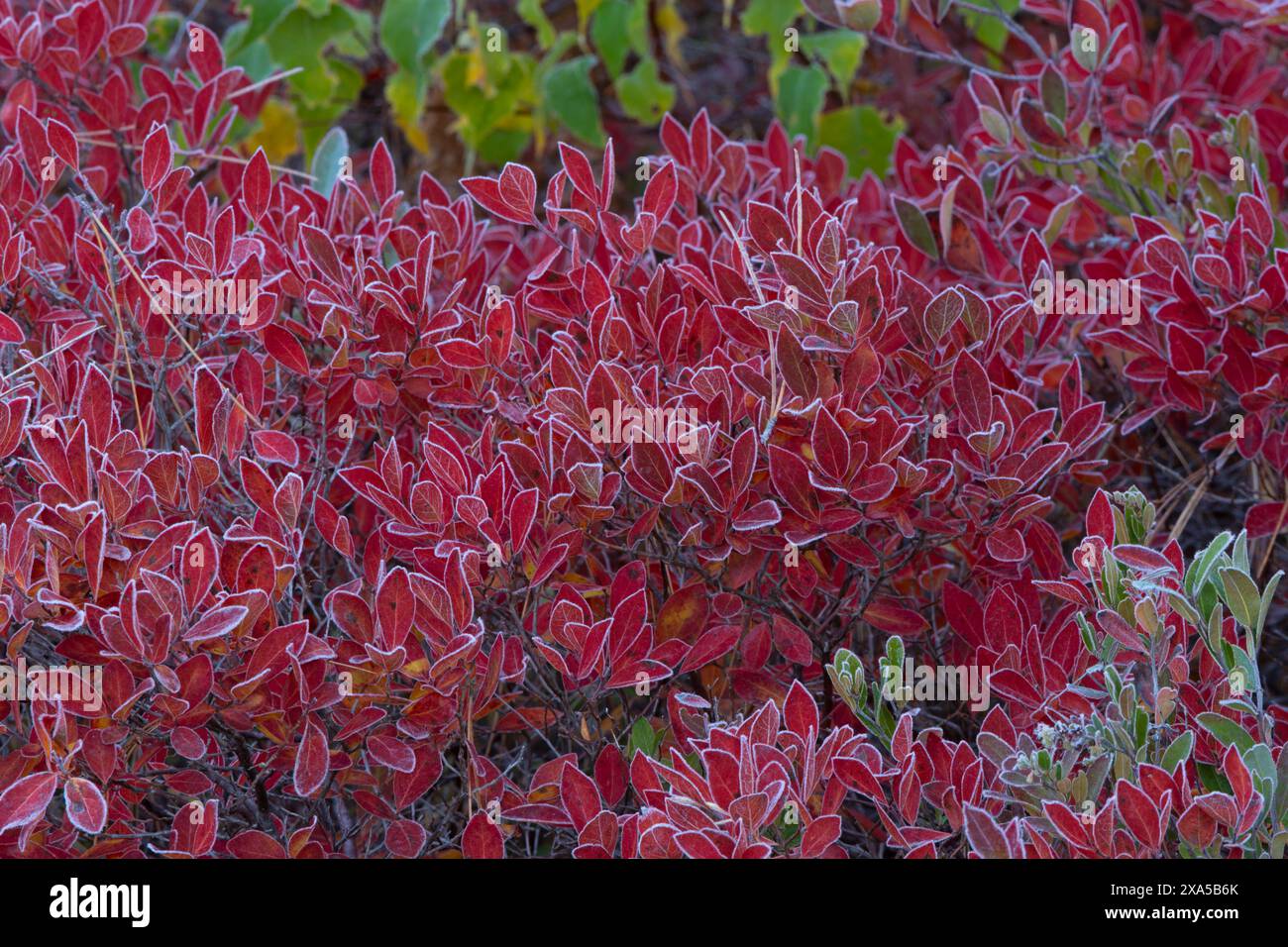 Fall colors in usa national parks hi-res stock photography and images ...