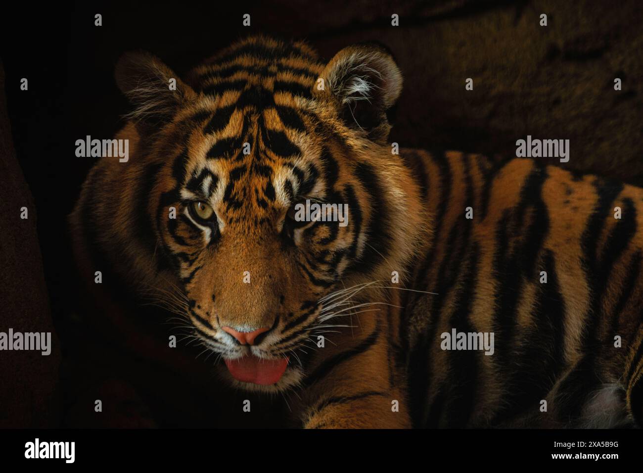 Tiger setting hi-res stock photography and images - Alamy