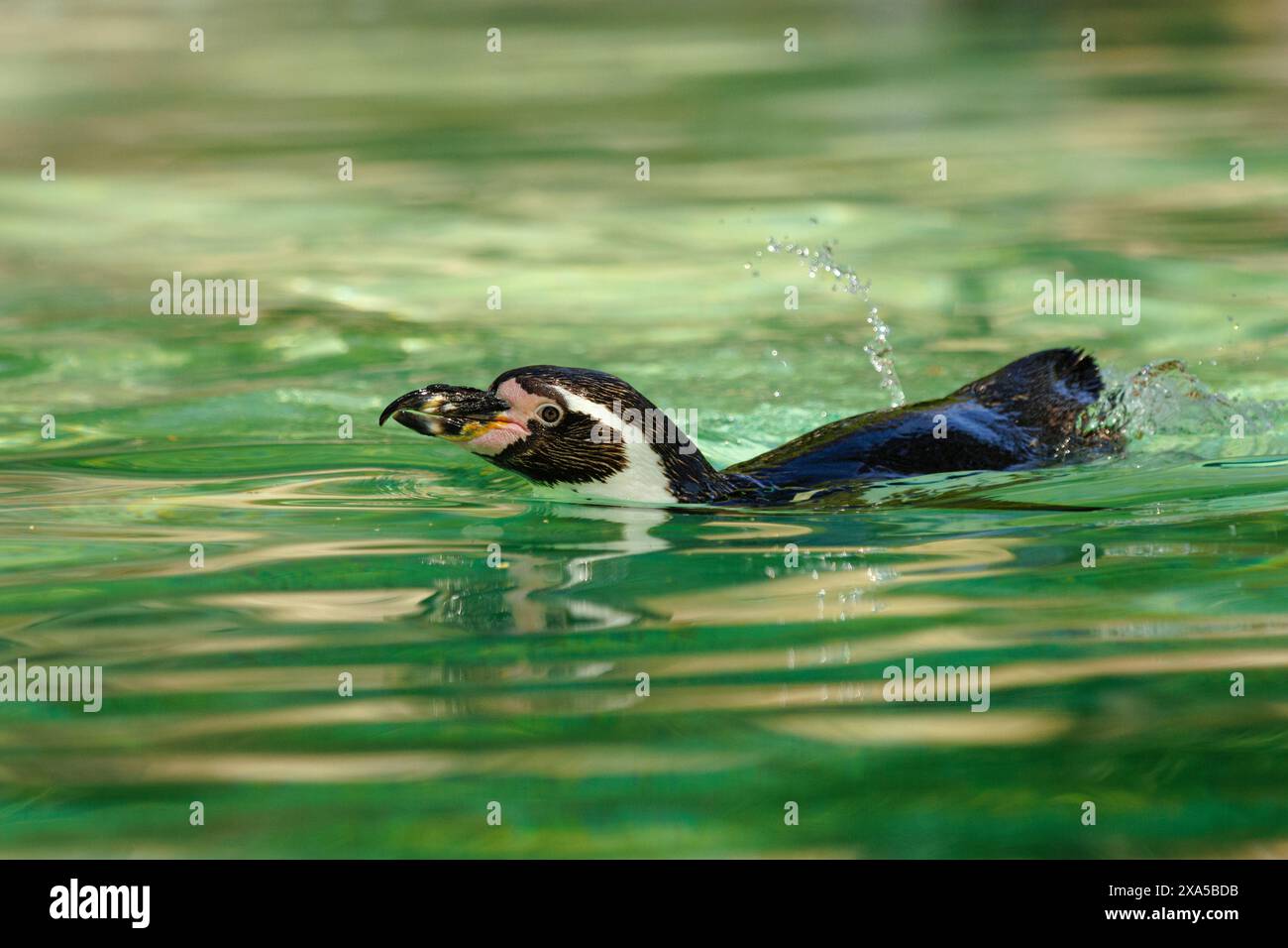 A penguin swimming in the water Stock Photo - Alamy