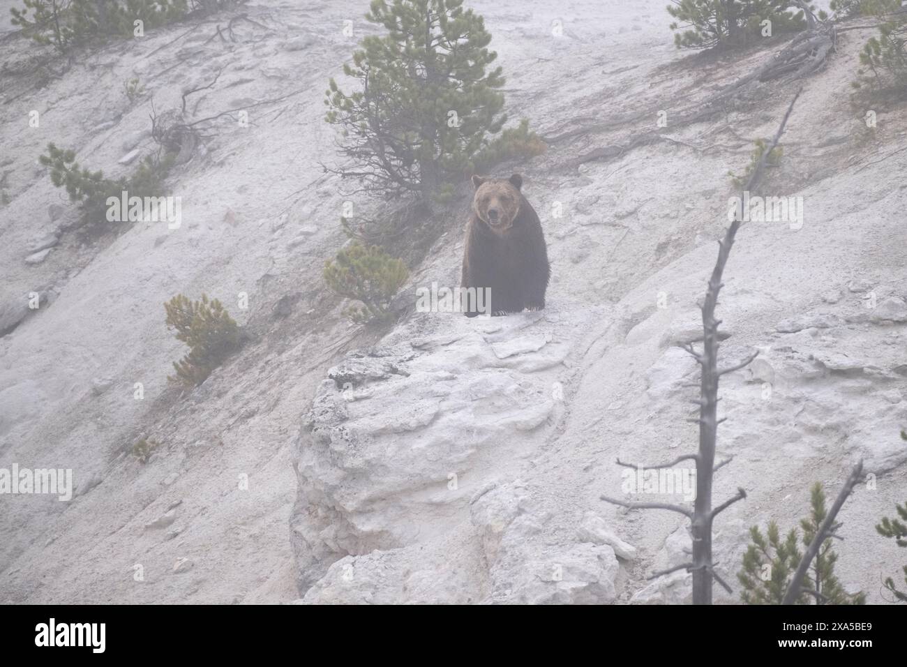 Grizzly Bear (Ursus arctos) mother on Roaring Mountain. Thermal area in ...