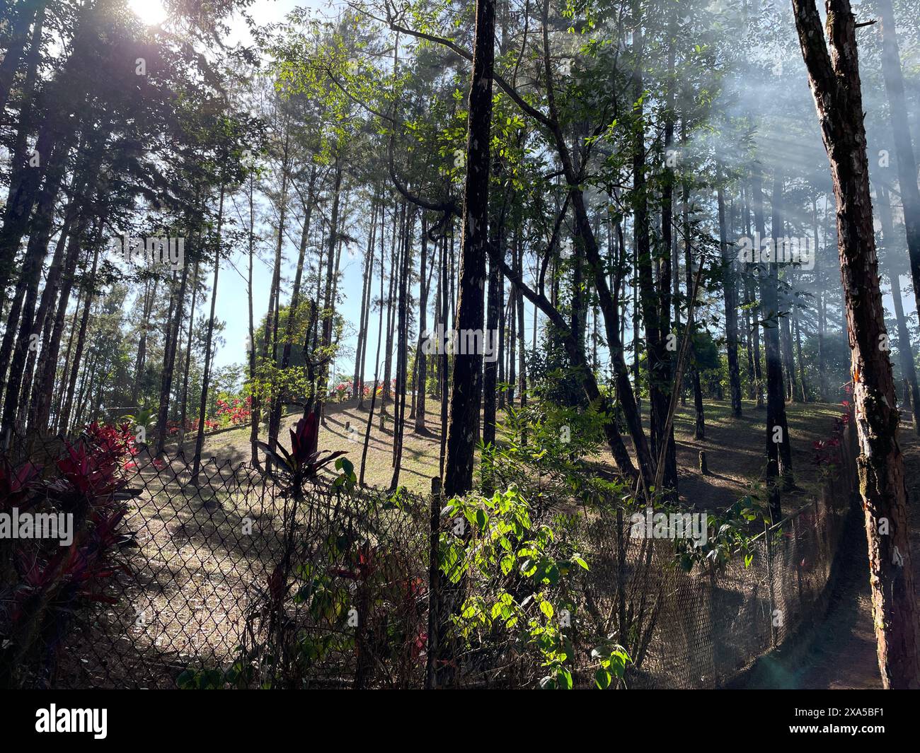 A deep forest in Cerro Azul Panama Stock Photo - Alamy