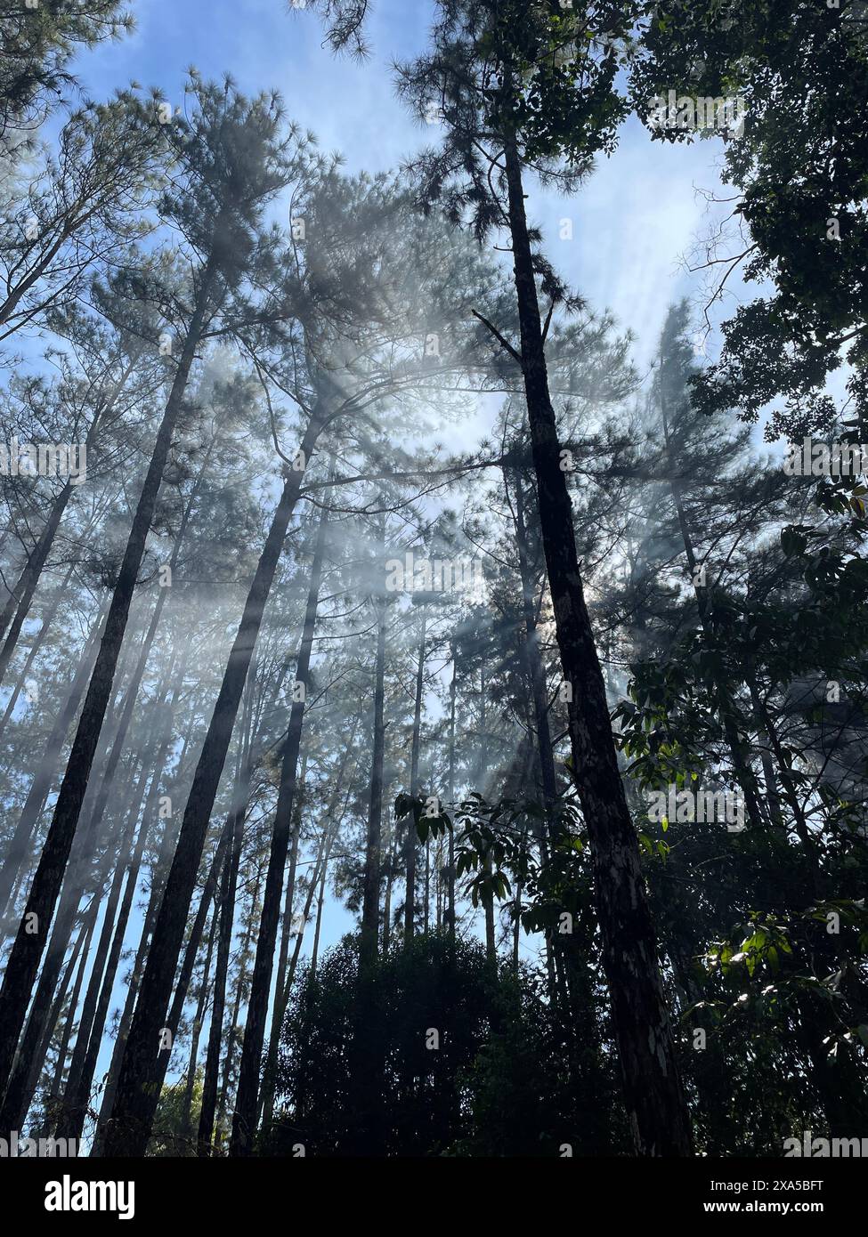 A deep forest in Cerro Azul Panama Stock Photo - Alamy