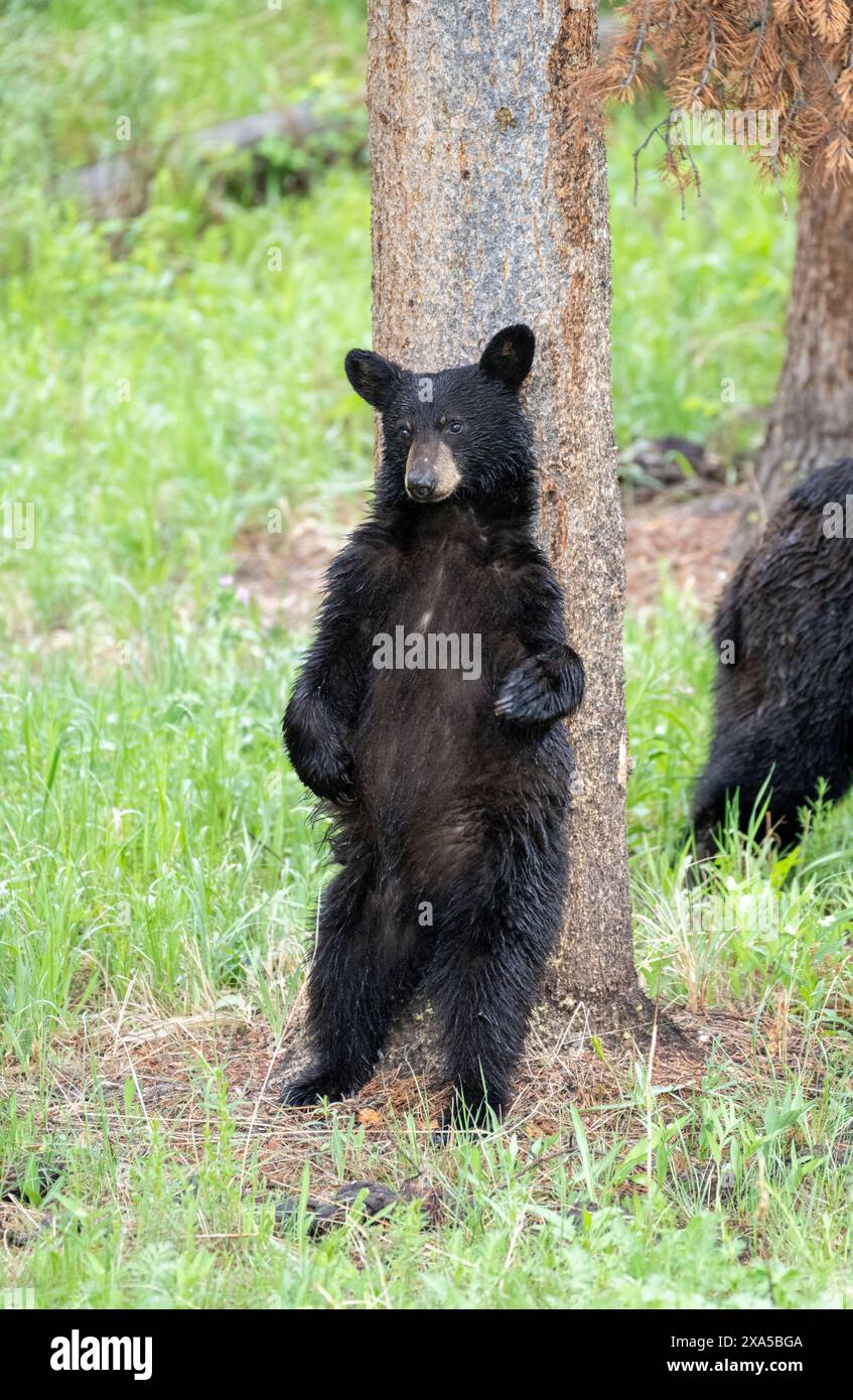 Black bear scratching on a tree hi-res stock photography and images - Alamy