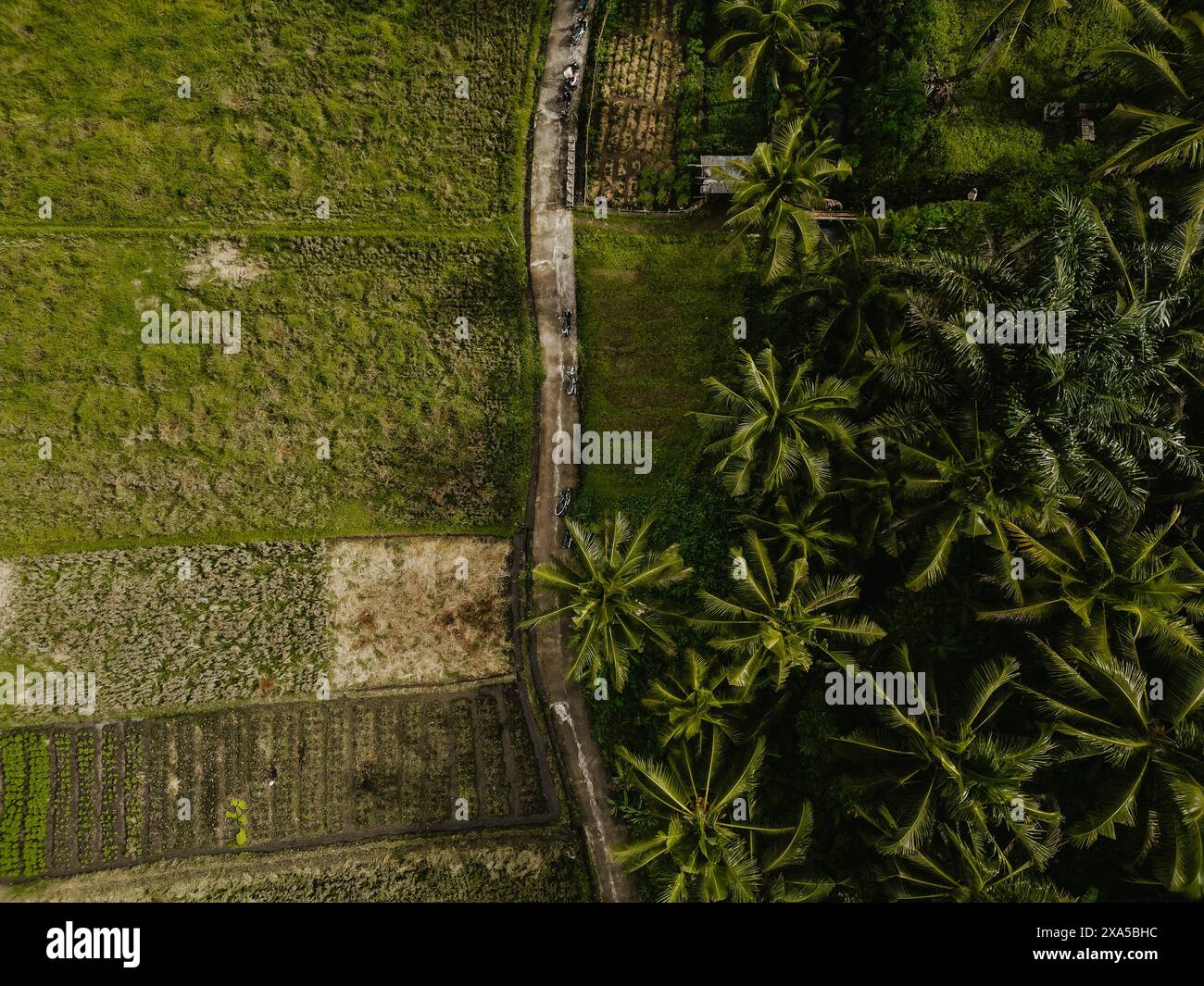 Scenic tropical rice fields lush hi-res stock photography and images ...