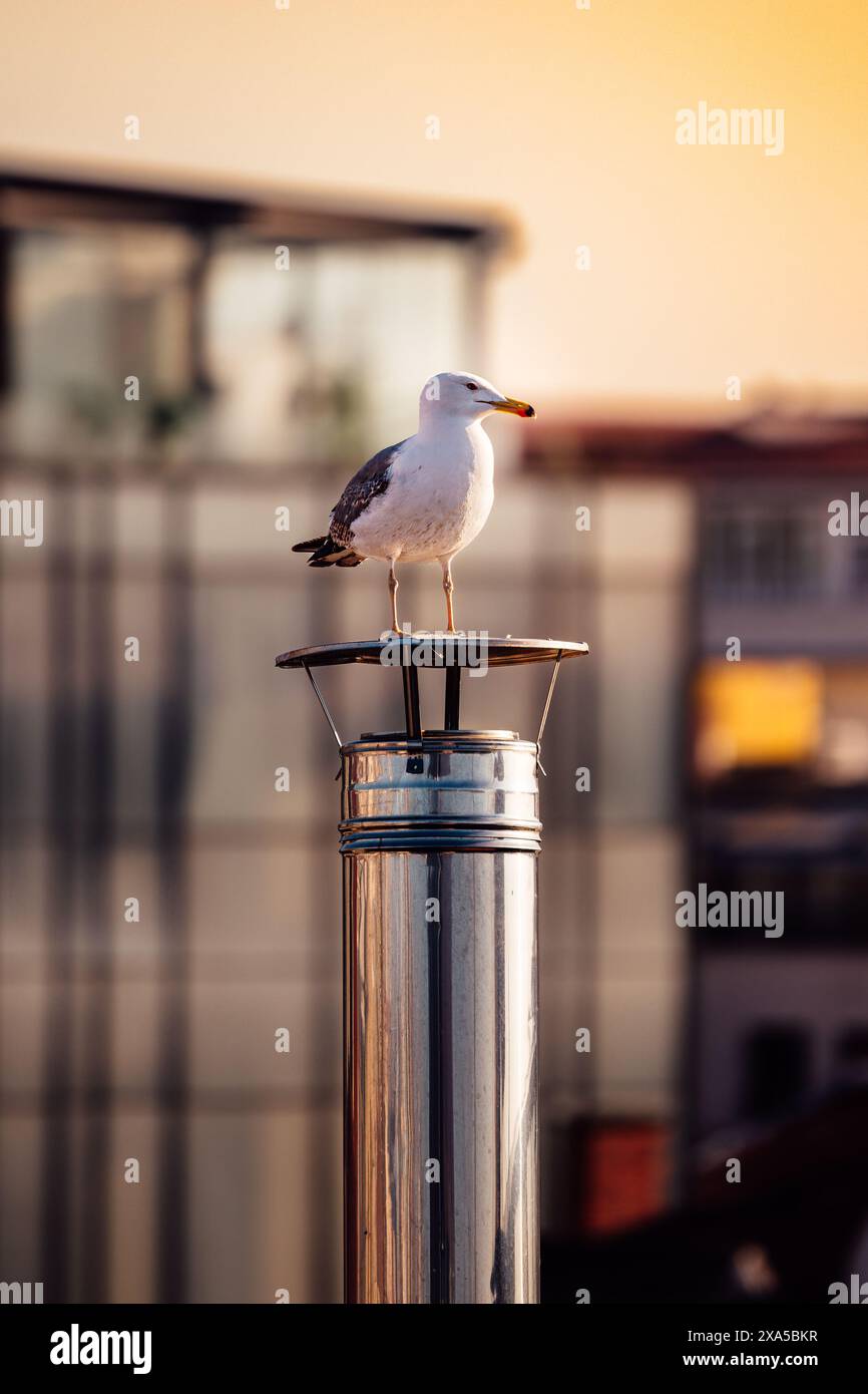 Hooded crow and seagull in Istanbul Stock Photo - Alamy