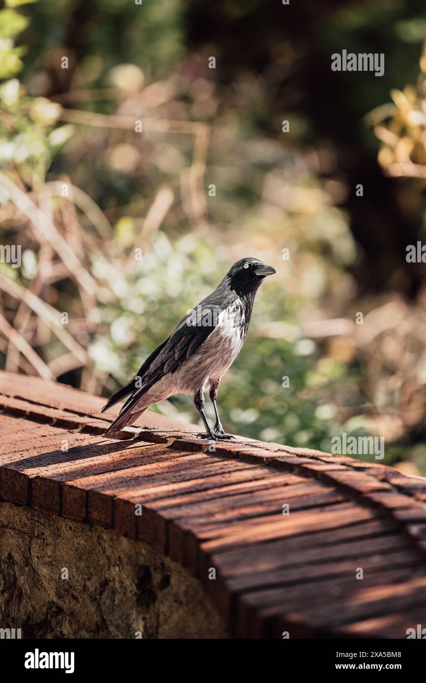Hooded crow and seagull in Istanbul Stock Photo - Alamy