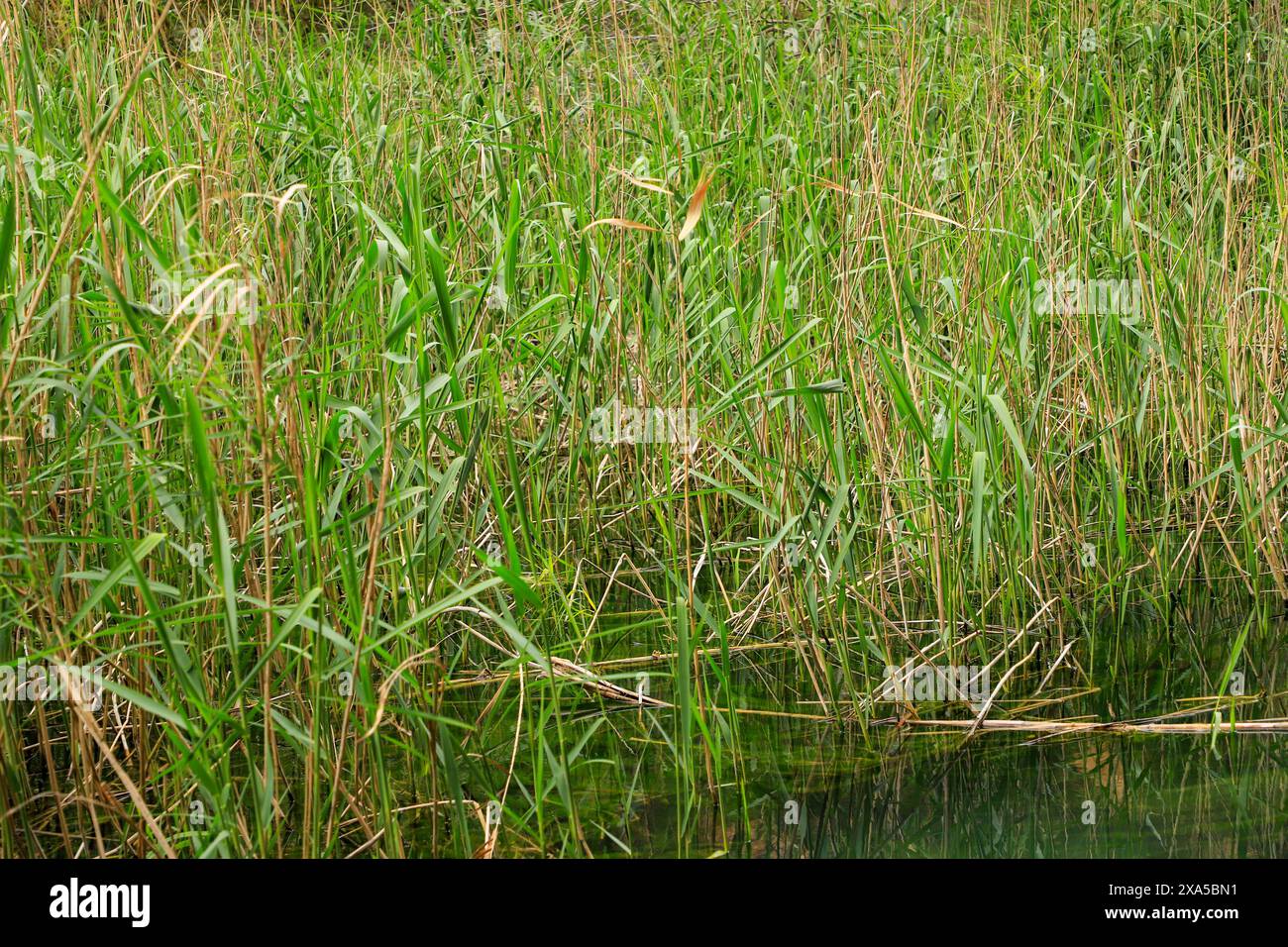 Diverse green landscapes of Chulilla, Spain, featuring water, rivers ...