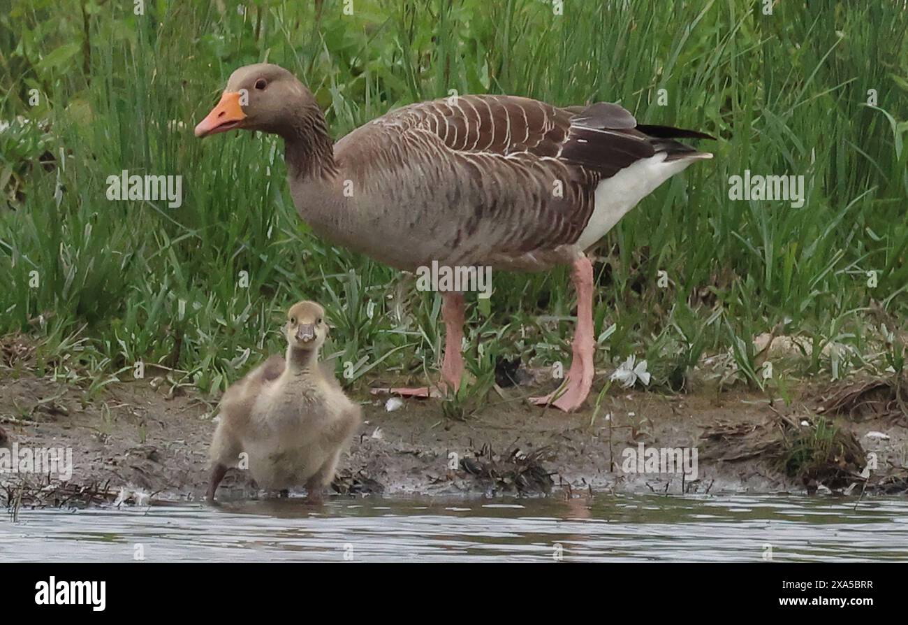 Greylag Goose iand Coblin at RSPB Rainham Marshes Nature Reserve ...