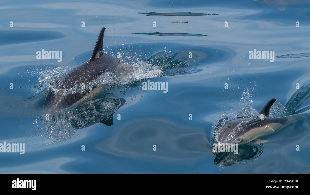 A scenic view of a group of dolphins swimming in the sea Stock Photo ...