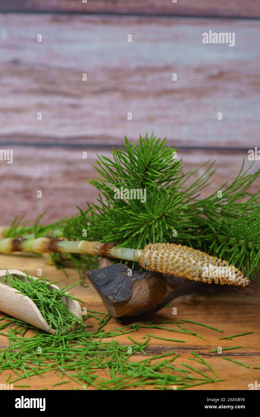 The fresh branches of the medicinal plant horsetail, Equisetum arvense ...