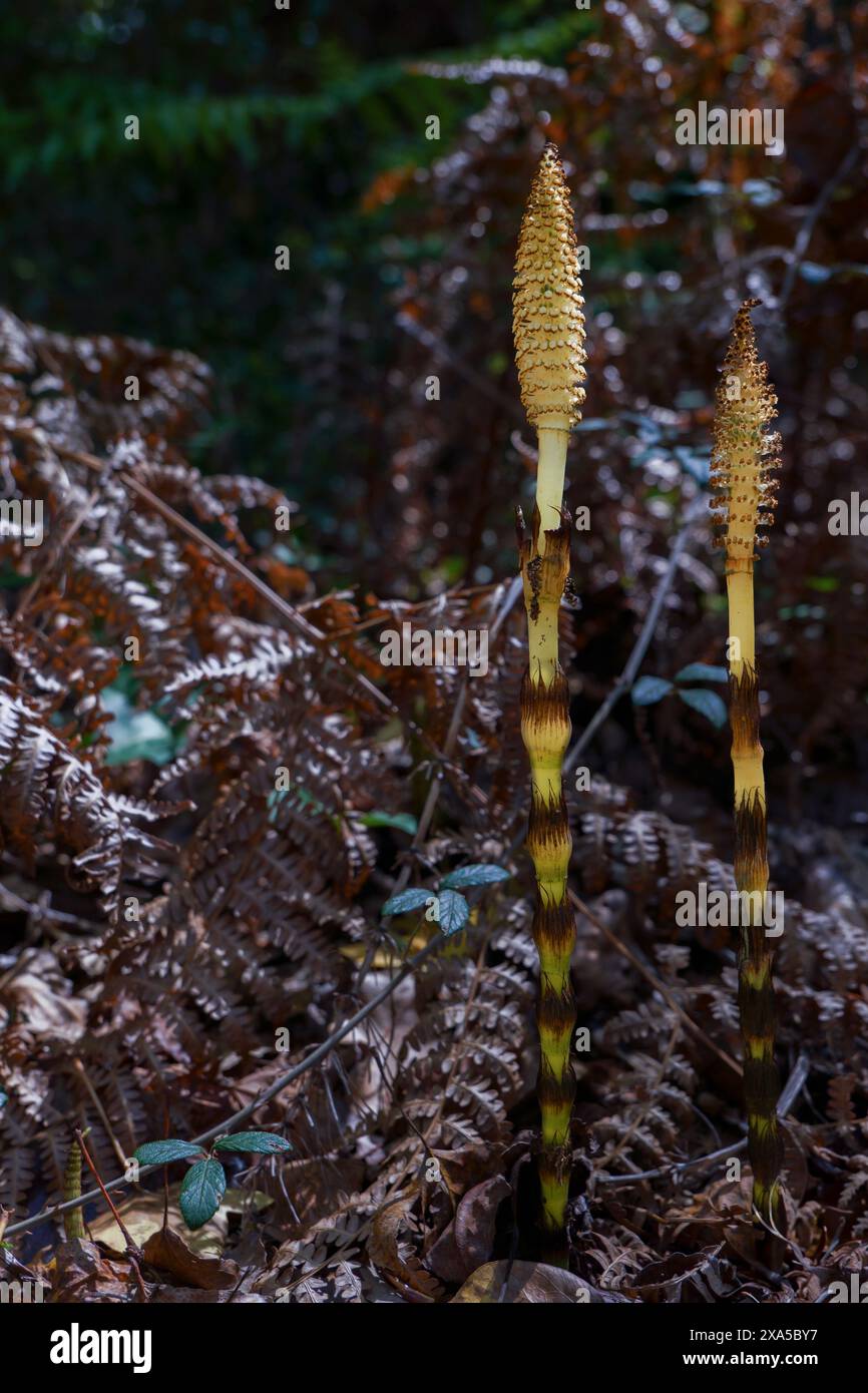 A great horsetail (northern giant horsetail, Equisetum telmateia ...